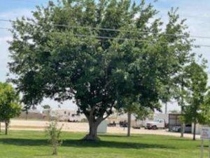 Desert Oasis RV Park | A West Texas Desert Oasis